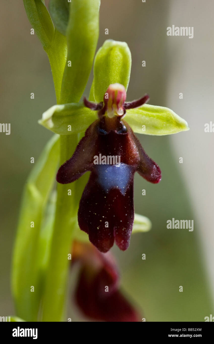 Fly Orchid Ophrys insectifera Stock Photo - Alamy