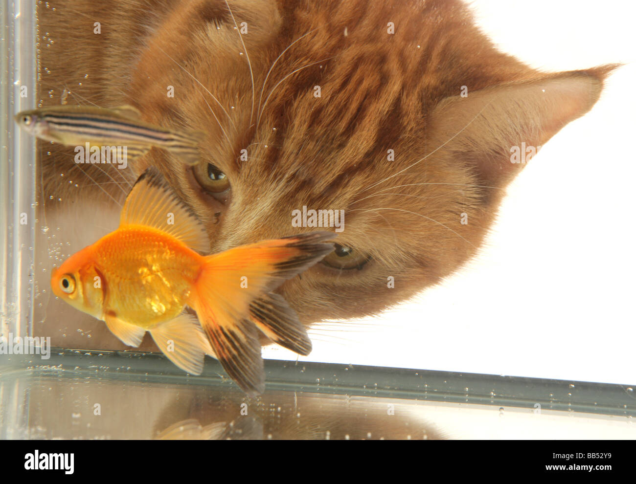 Cat and goldfish hi-res stock photography and images - Alamy