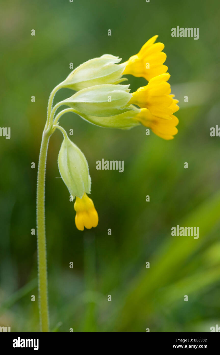 Primulaceae horticulture hi-res stock photography and images - Alamy