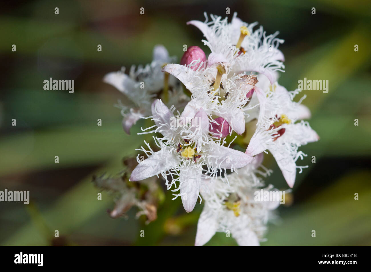 Bogbean flower Menyanthes trifoliata Stock Photo - Alamy
