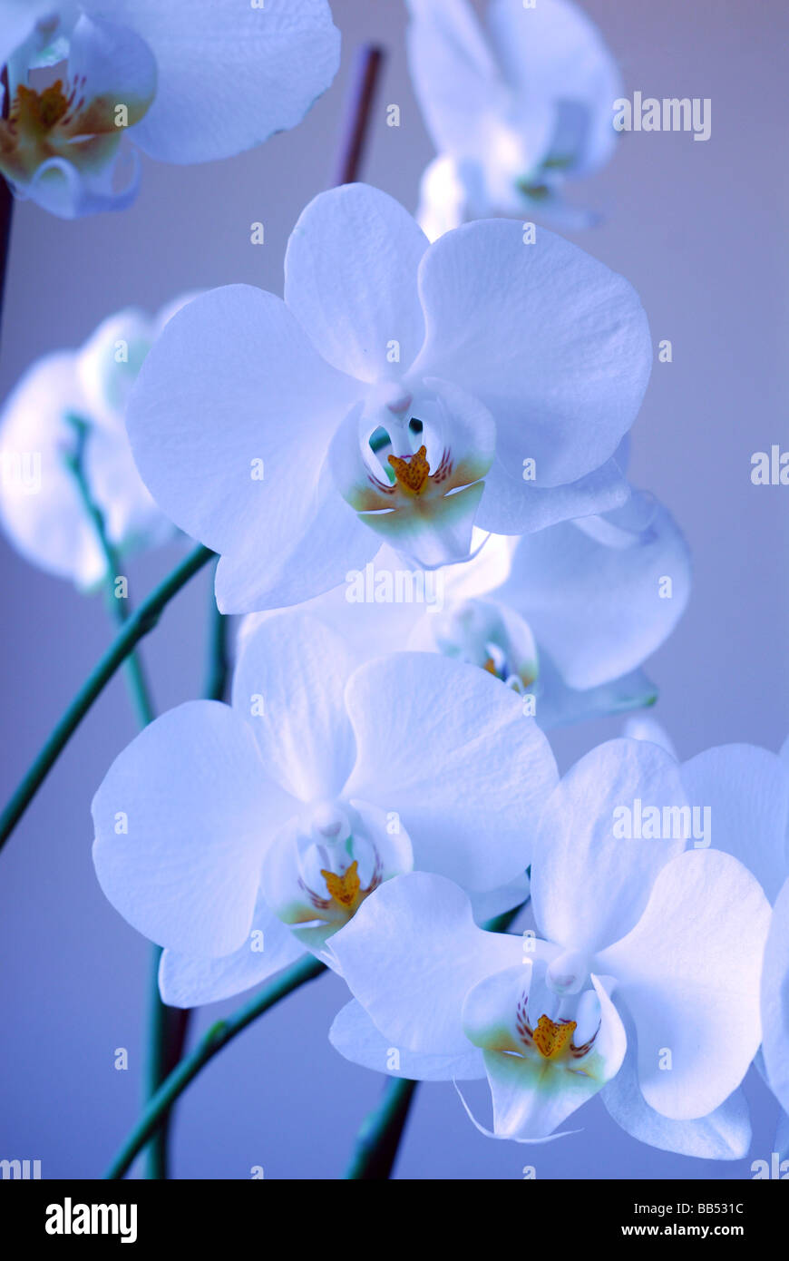 beautiful orchid flower Stock Photo - Alamy