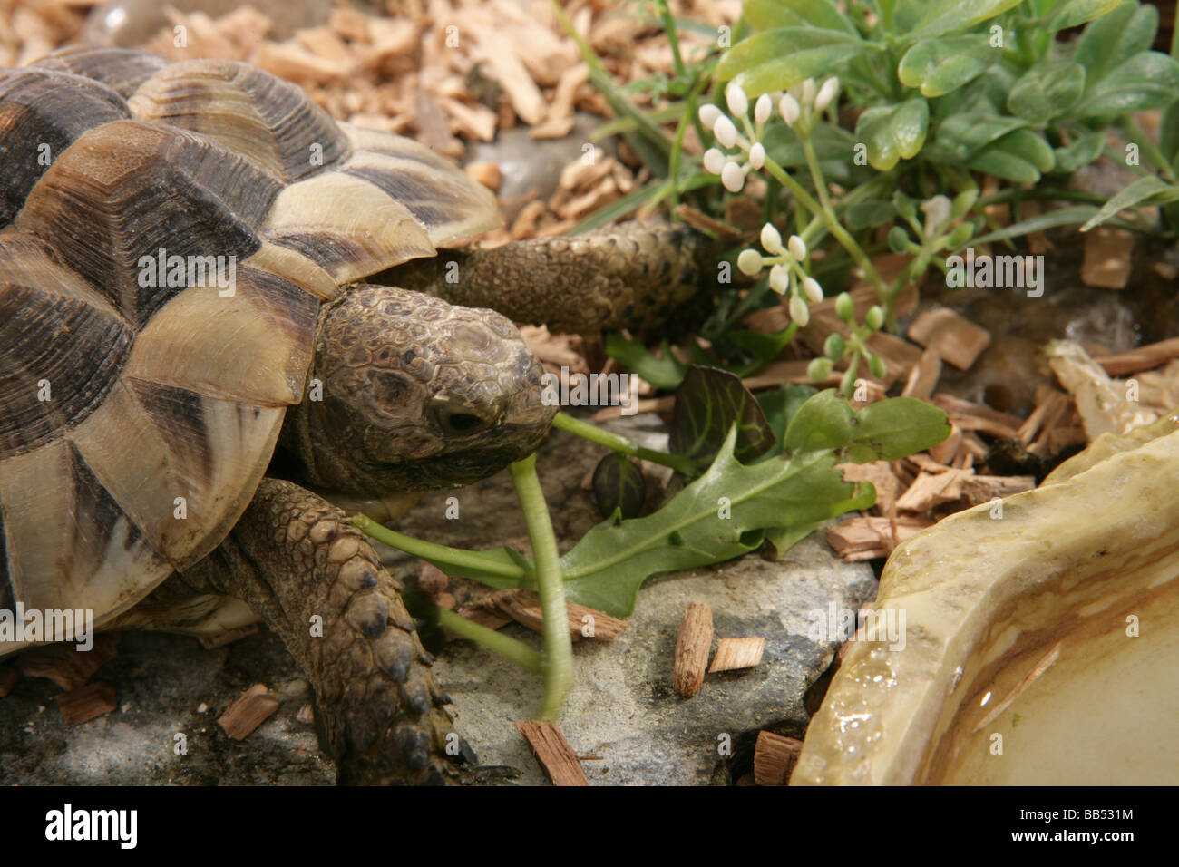 Hermann Tortoise in a cage studio Stock Photo - Alamy