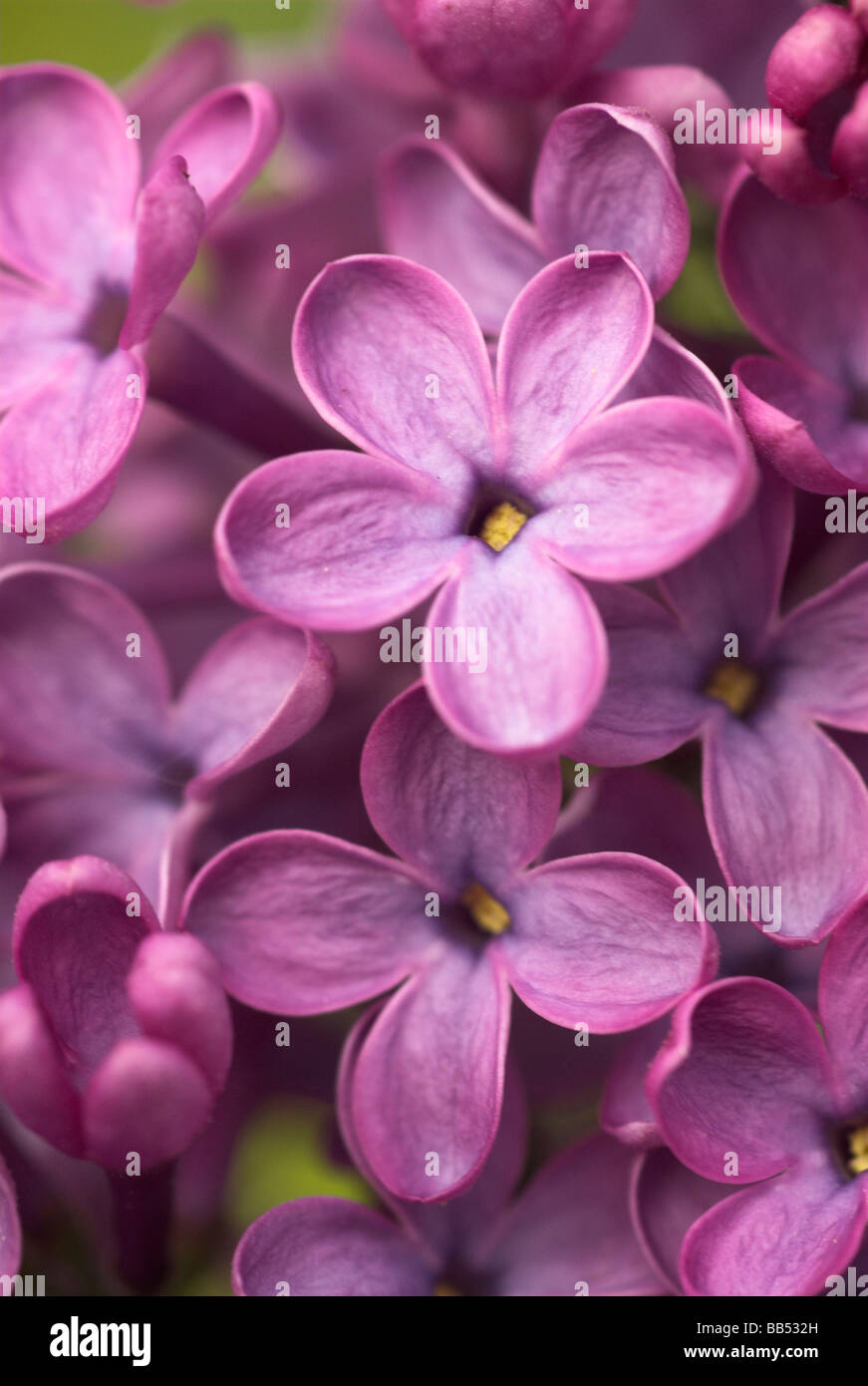 Close up of the Lilac (Syringa vulgaris) flower Stock Photo - Alamy