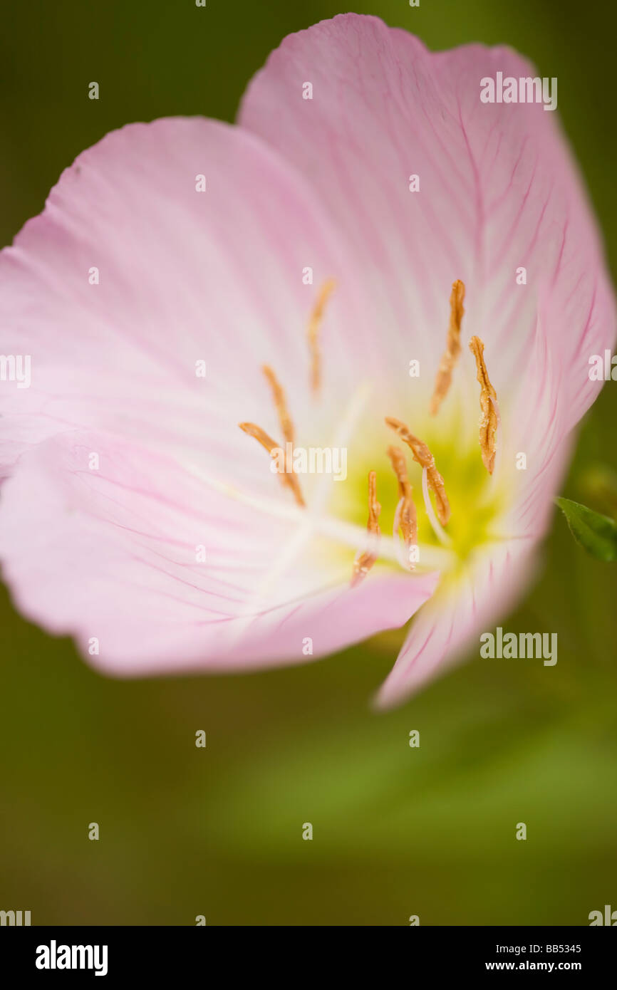 Sweet Mace (tagetes lucida Stock Photo - Alamy