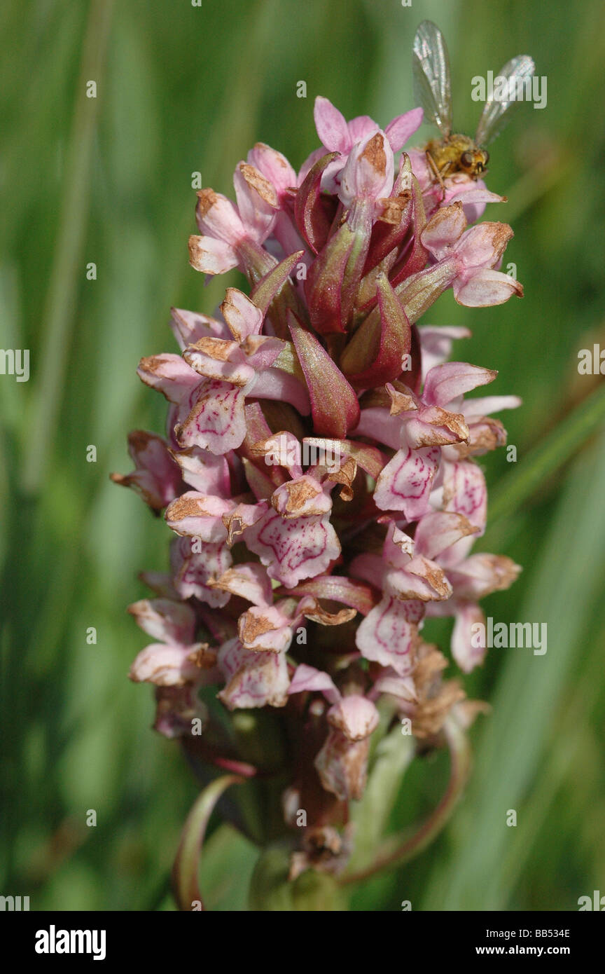 Early Marsh Orchid Dactylorhiza incarnata Stock Photo - Alamy