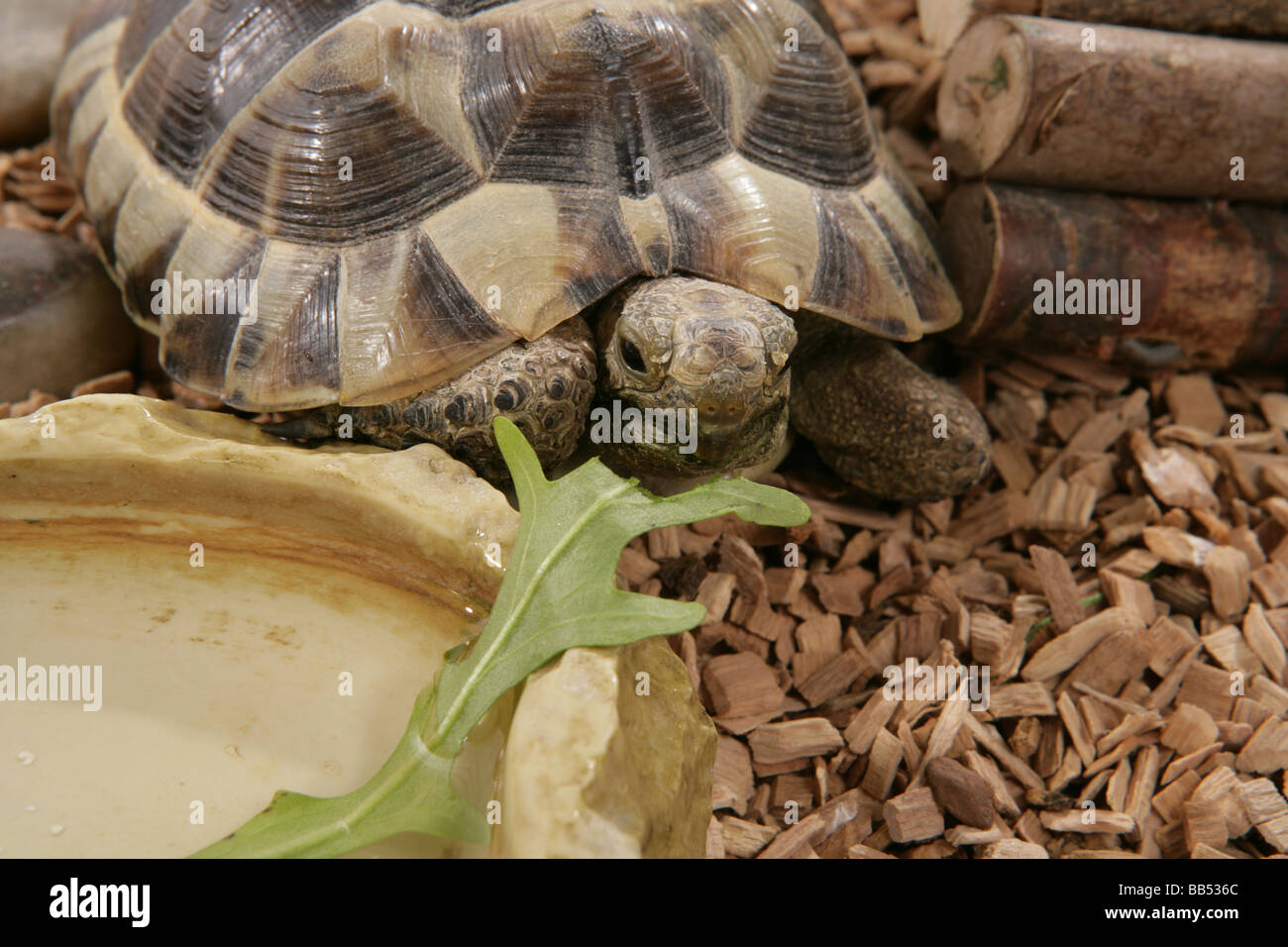 Hermann tortoise hi-res stock photography and images - Alamy