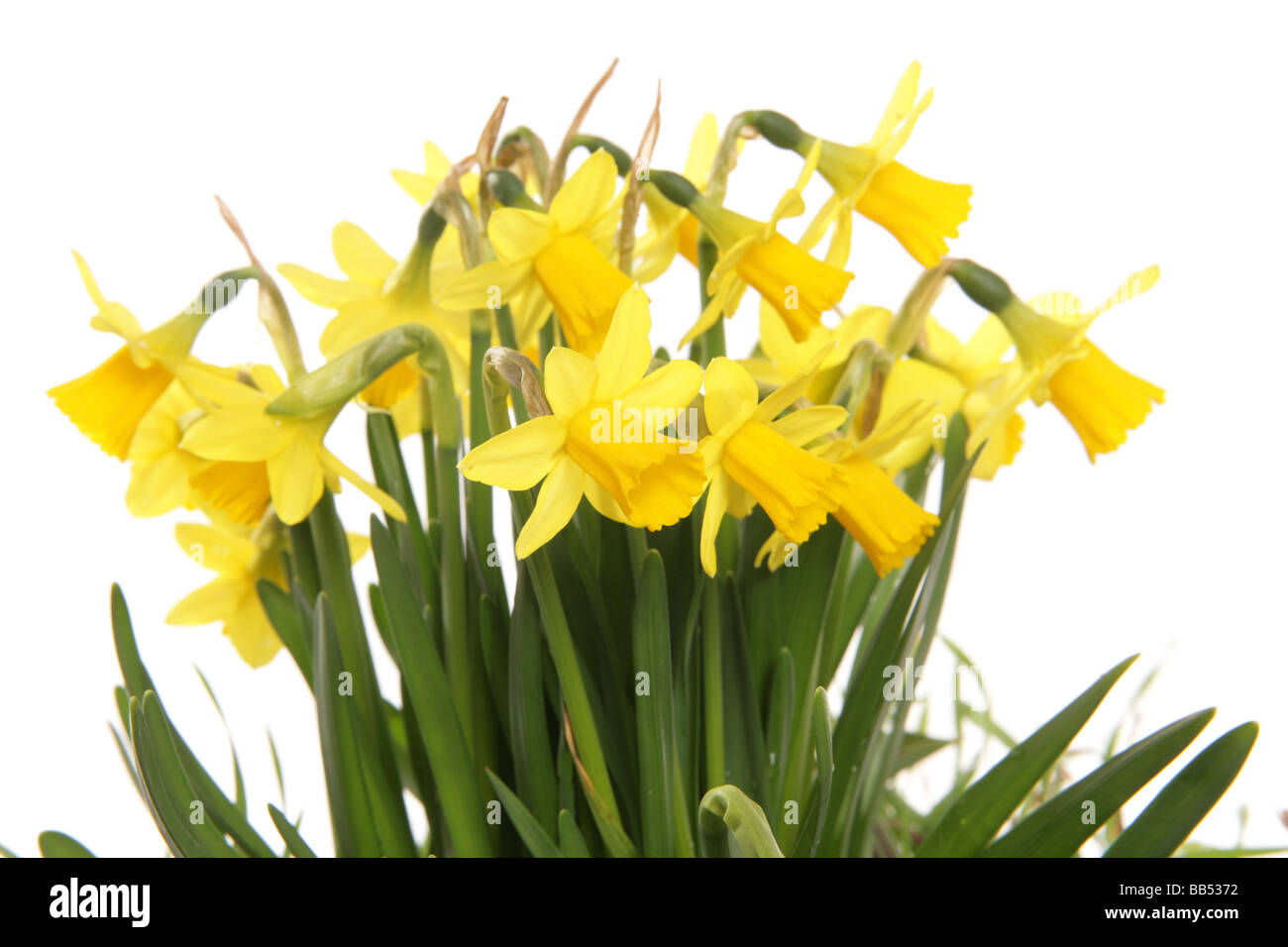 spring daffodils in a studio Stock Photo - Alamy