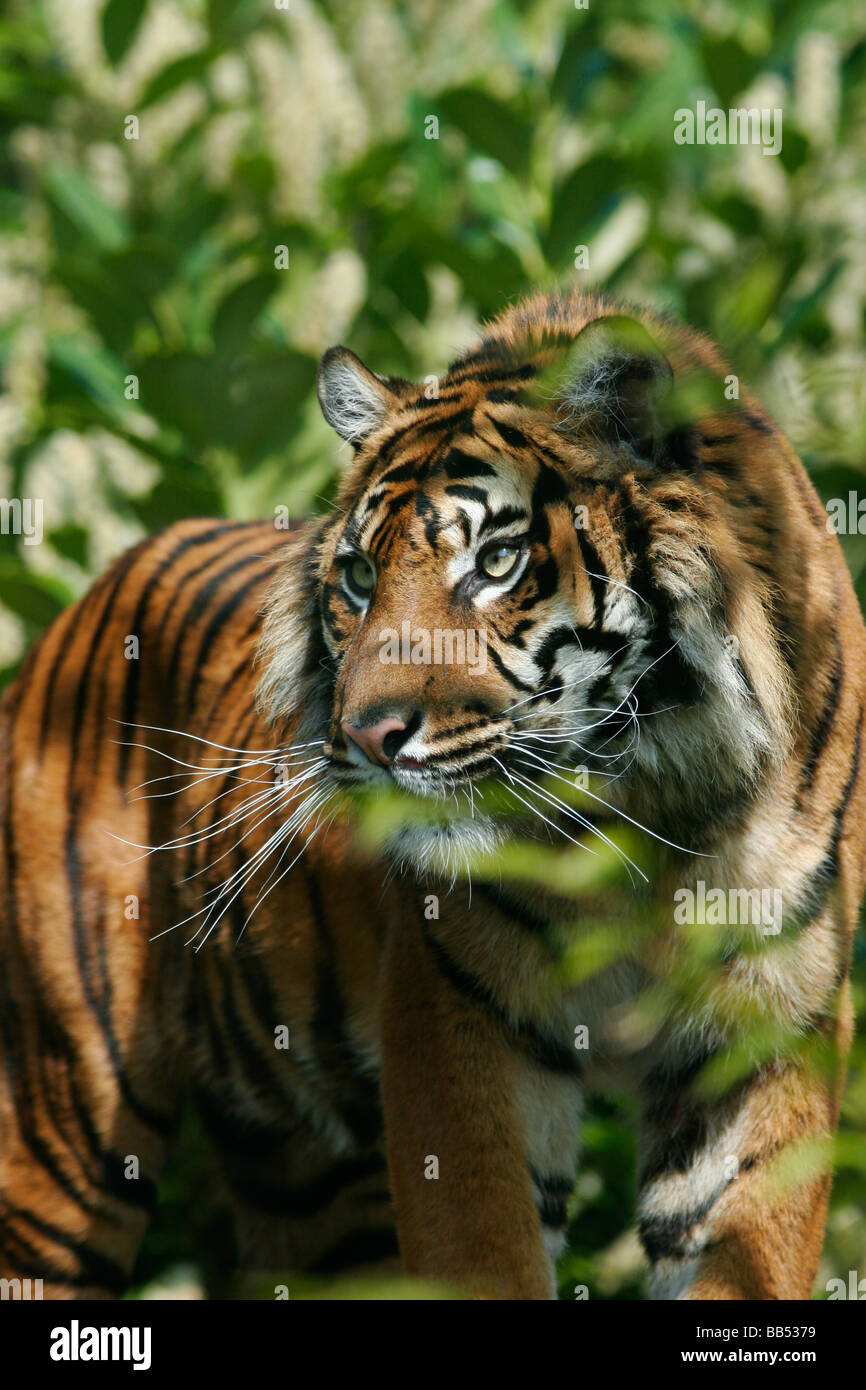 Sumatran tiger jungle hi-res stock photography and images - Alamy