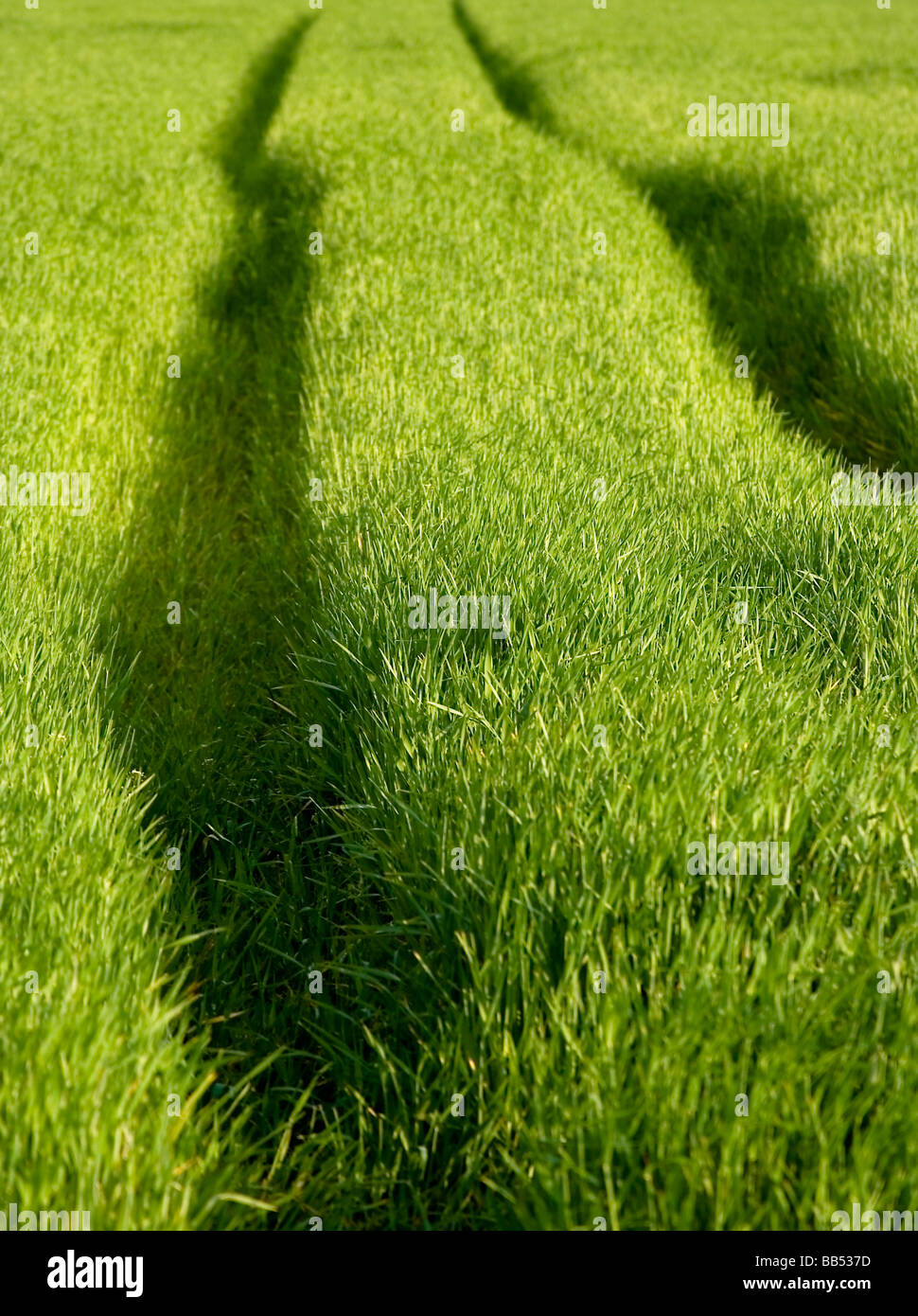 Pflanze pfl hi-res stock photography and images - Alamy