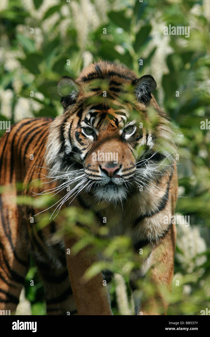 Kirana hi-res stock photography and images - Alamy