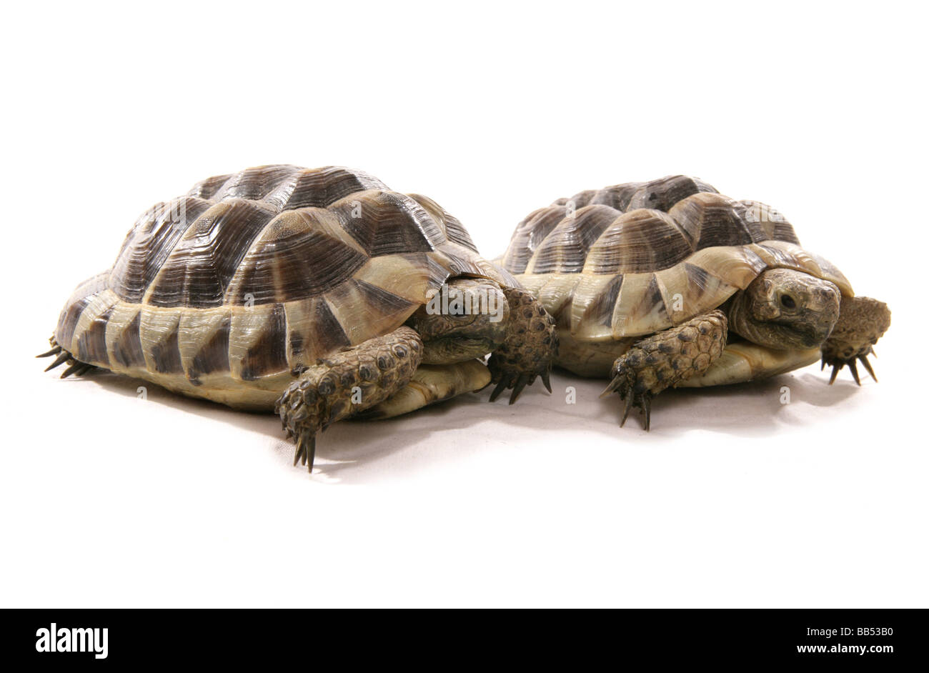 pair hermann tortoises portrait in a studio Stock Photo - Alamy