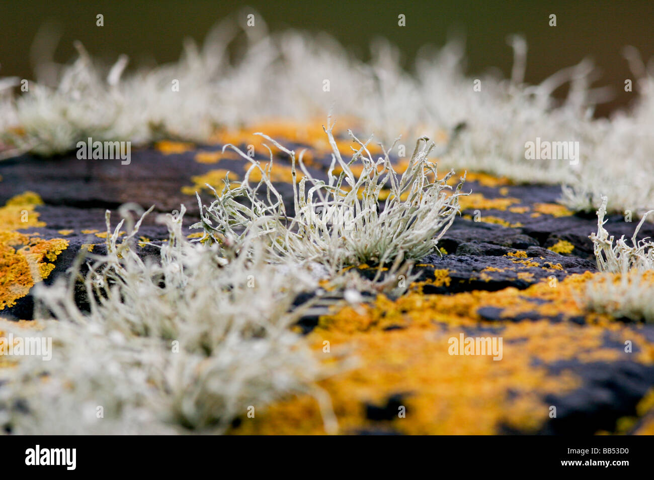 Lichen species on rocky shore, scotland Stock Photo - Alamy