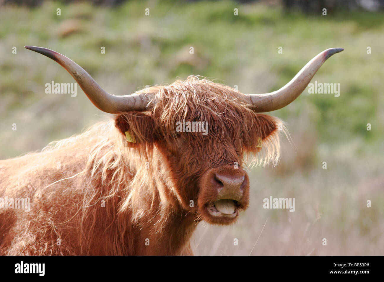 Hairy highland cows hi-res stock photography and images - Alamy