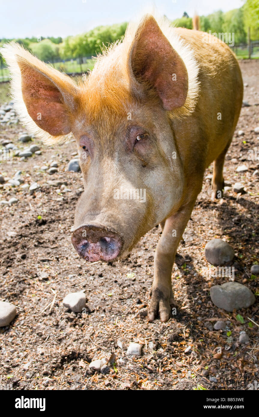 Tamworth pig hi-res stock photography and images - Alamy