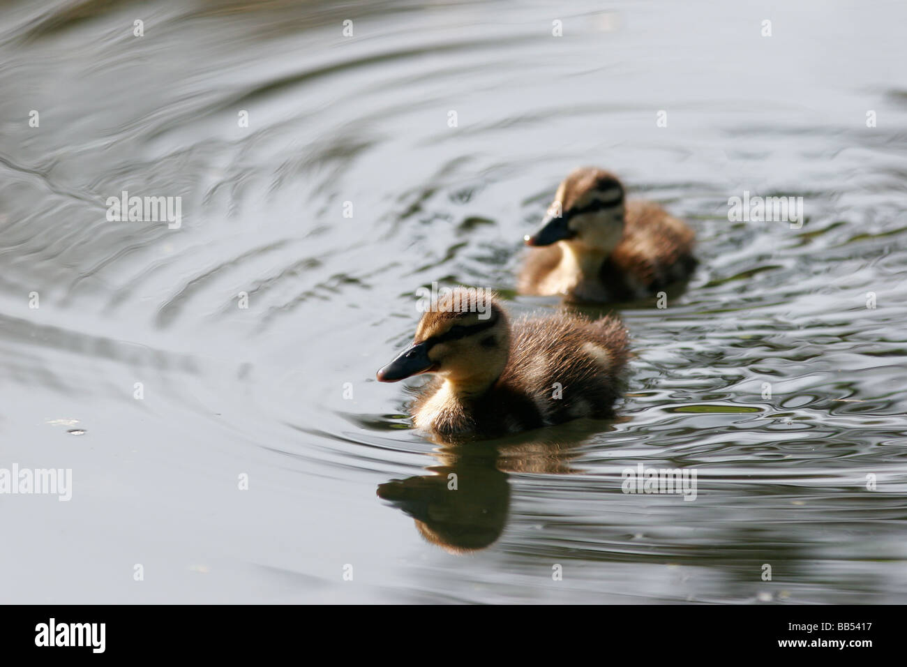 Baby mallard ducks hi-res stock photography and images - Alamy