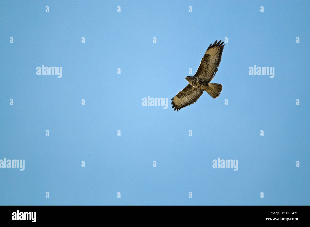 Birds buzzard hi-res stock photography and images - Alamy