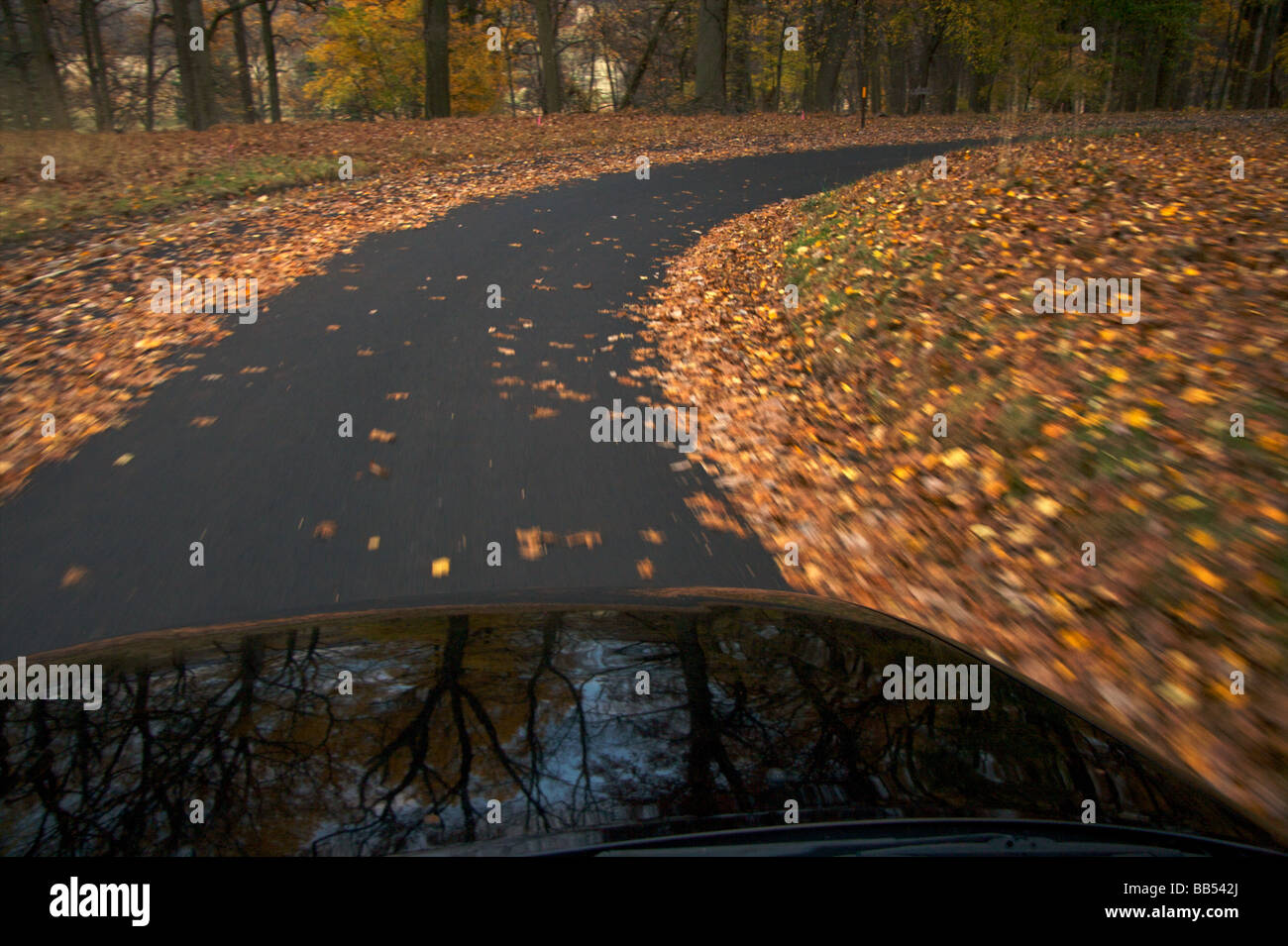 Car following a curving, leaf-lined road in the fall Stock Photo - Alamy