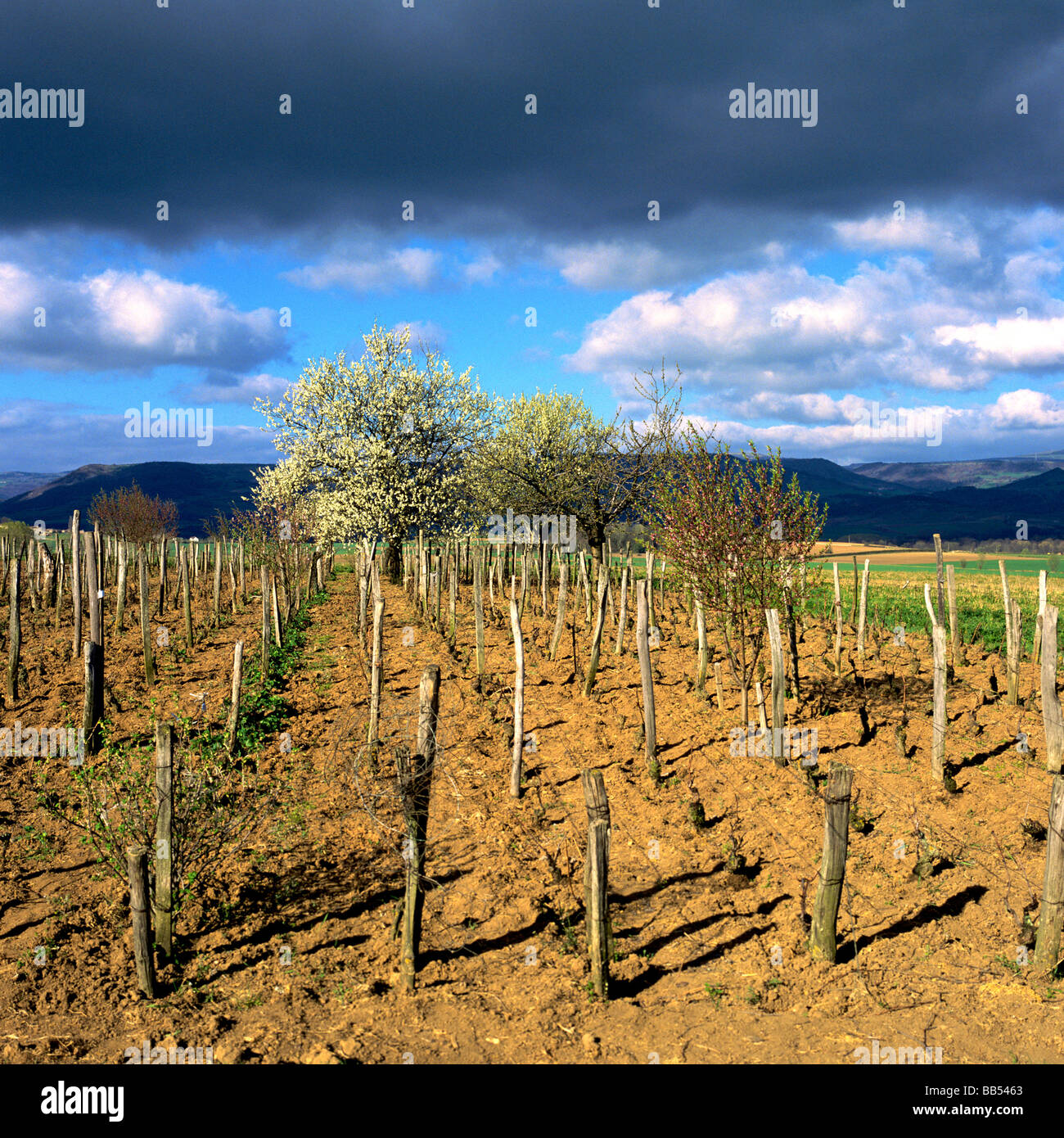 Vines spring hi-res stock photography and images - Alamy