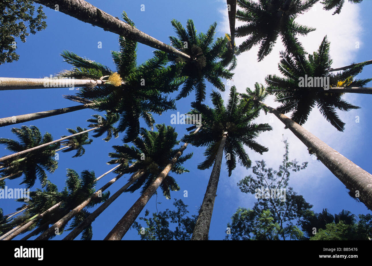 Palm Trees Botanical Gardens Rio de Janeiro Brazil Stock Photo - Alamy