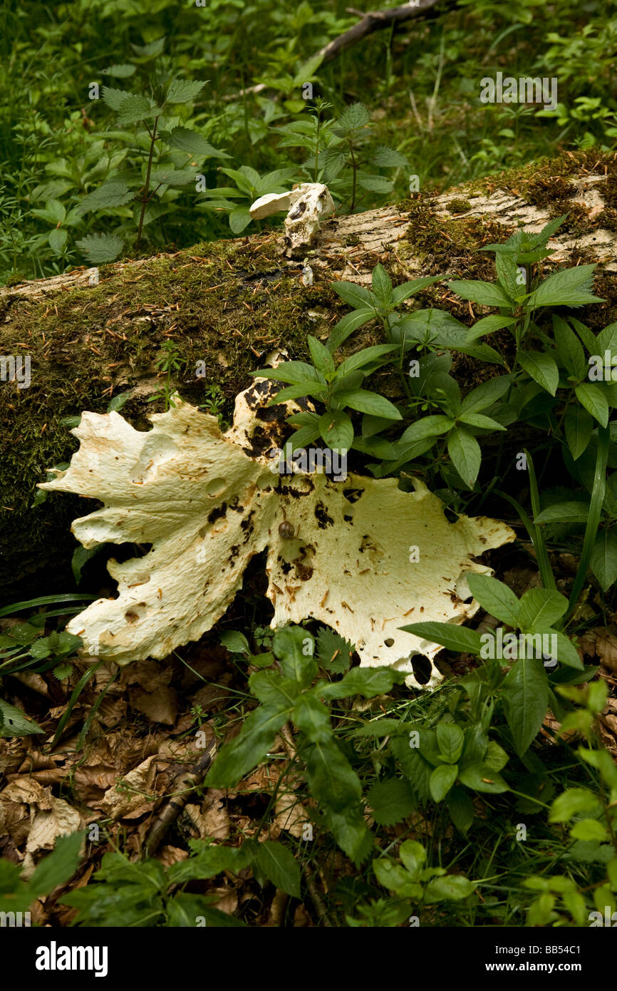 Large fungi hi-res stock photography and images - Alamy