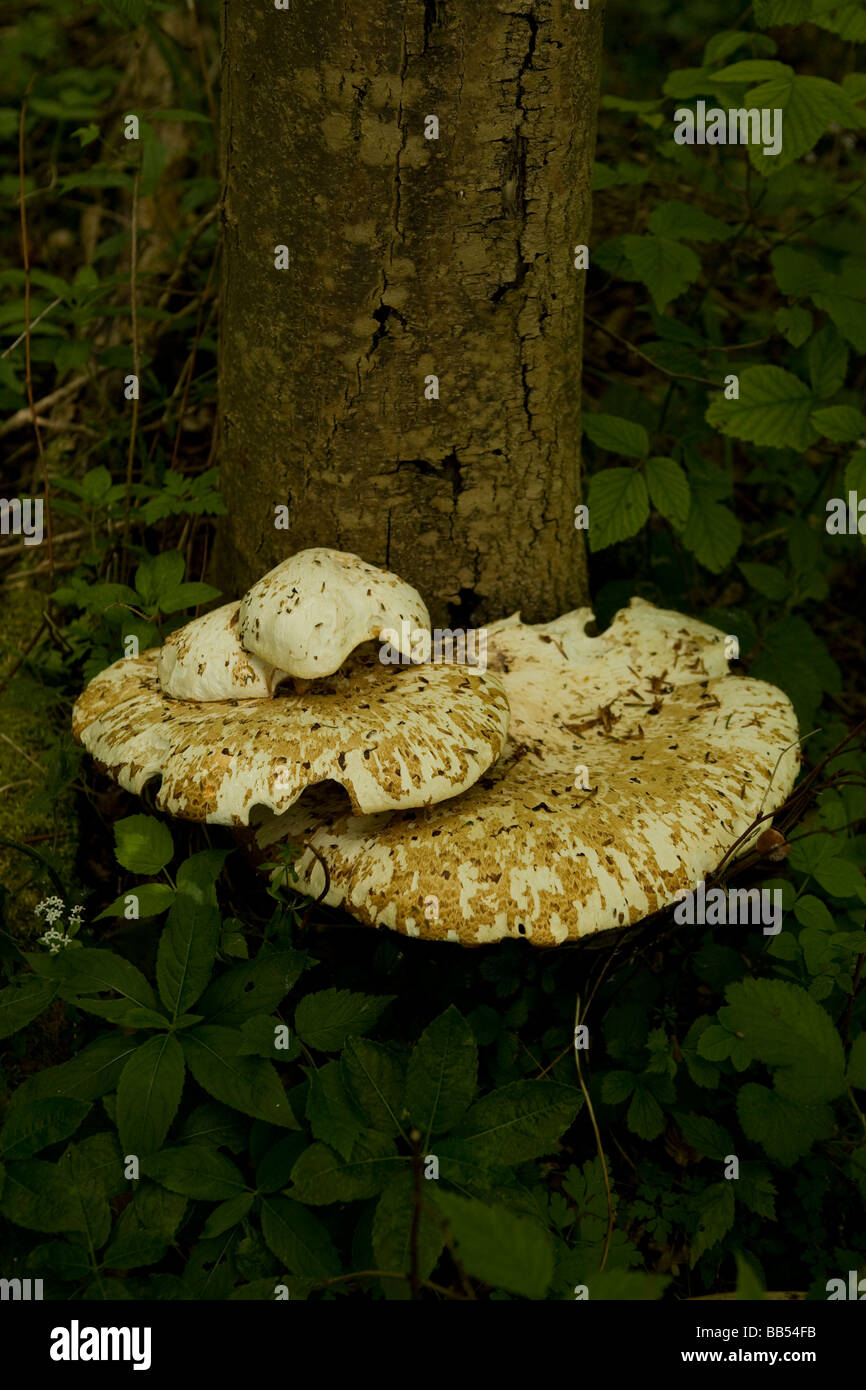 Large fungi hi-res stock photography and images - Alamy