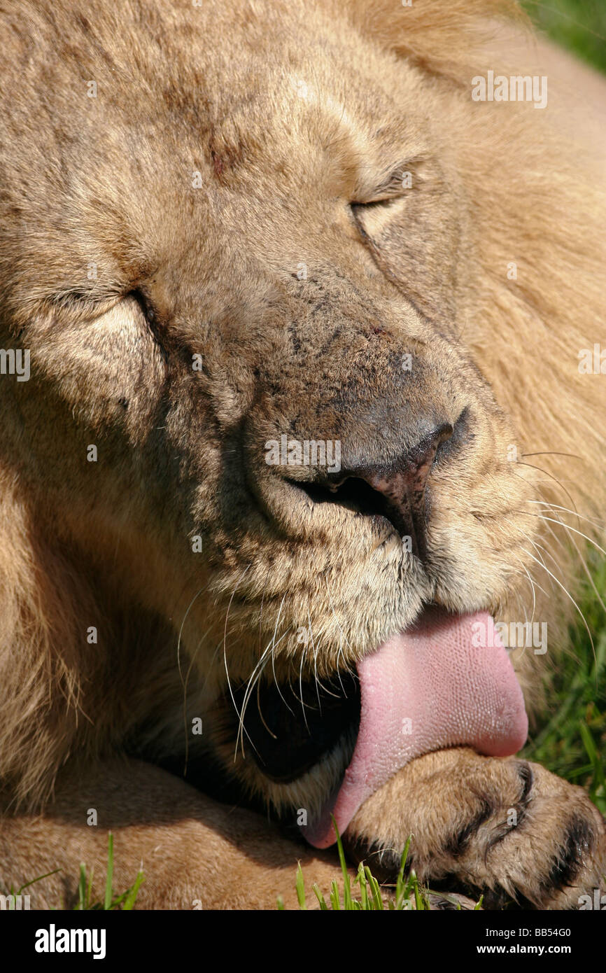 Asiatic lion male Stock Photo - Alamy