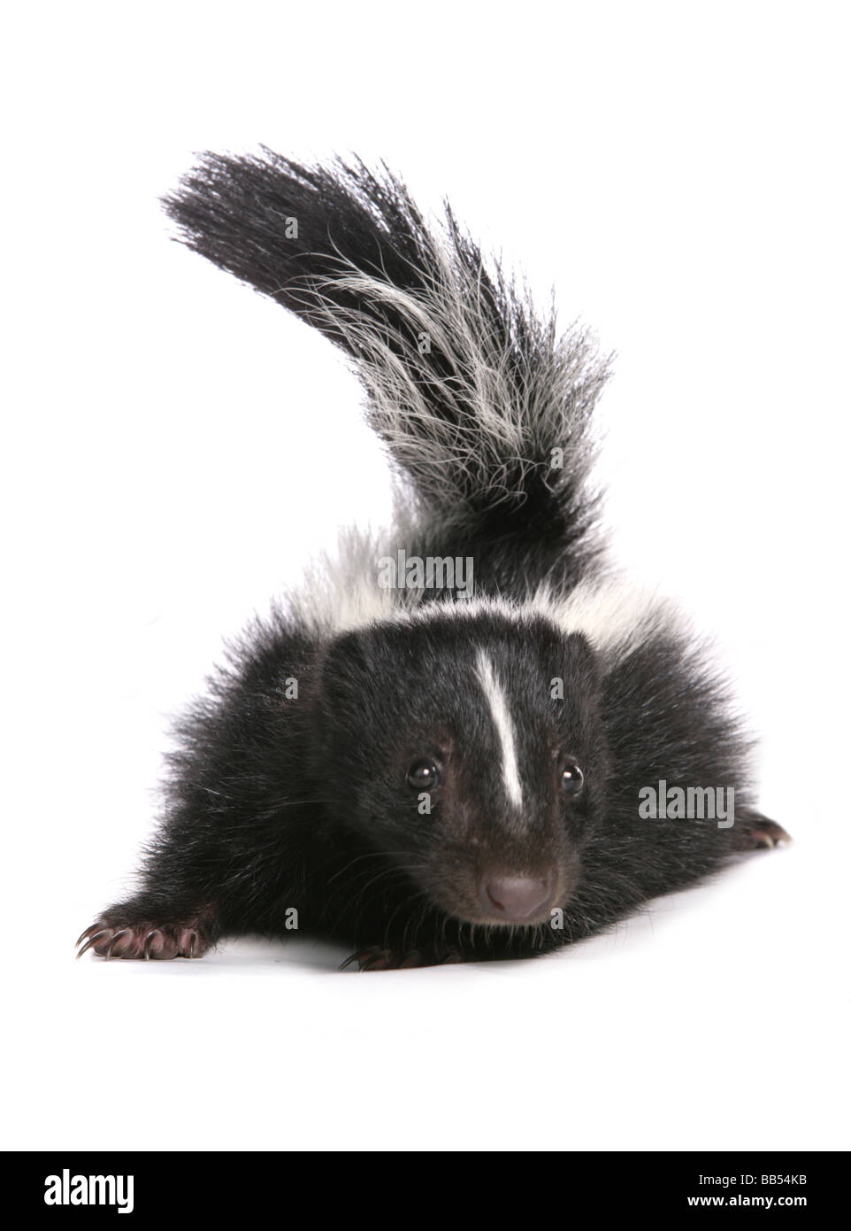 Pet skunk Cut Out Stock Images & Pictures - Alamy