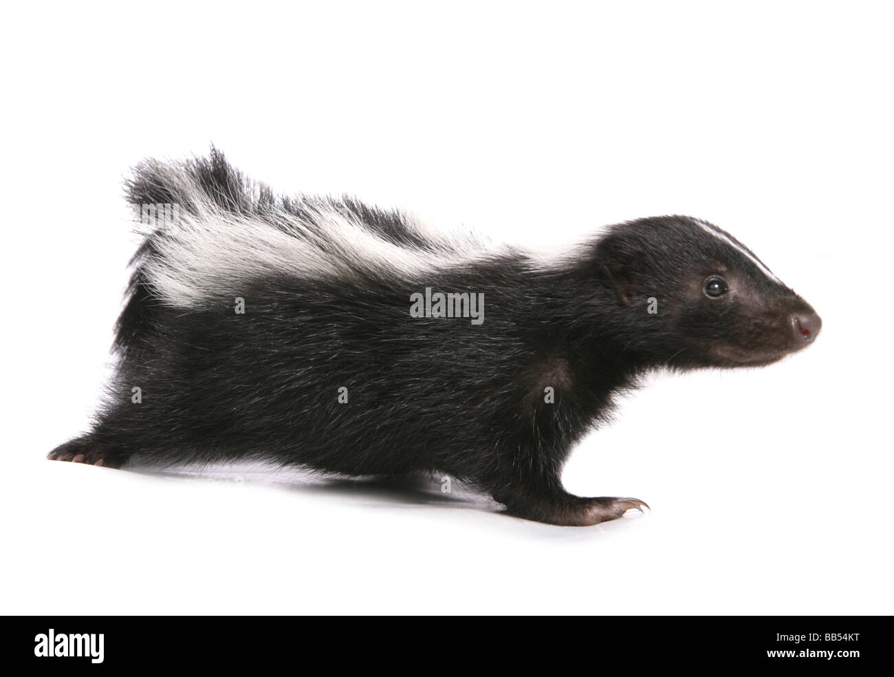 Cute Baby Skunk