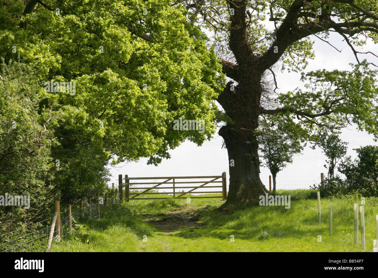 Trees and farm gate Wiltshire England Stock Photo - Alamy