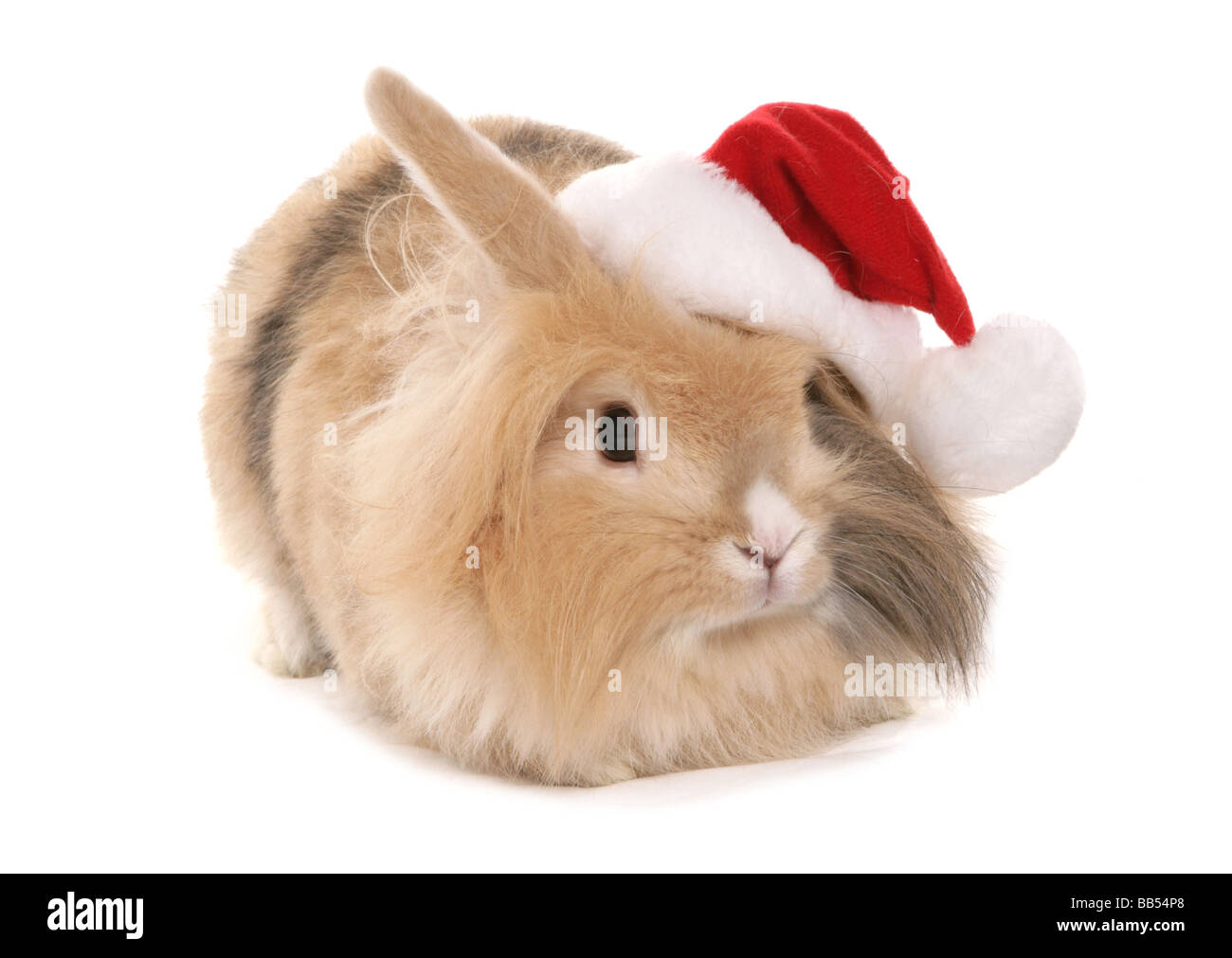Rabbit out of the hat hi-res stock photography and images - Alamy