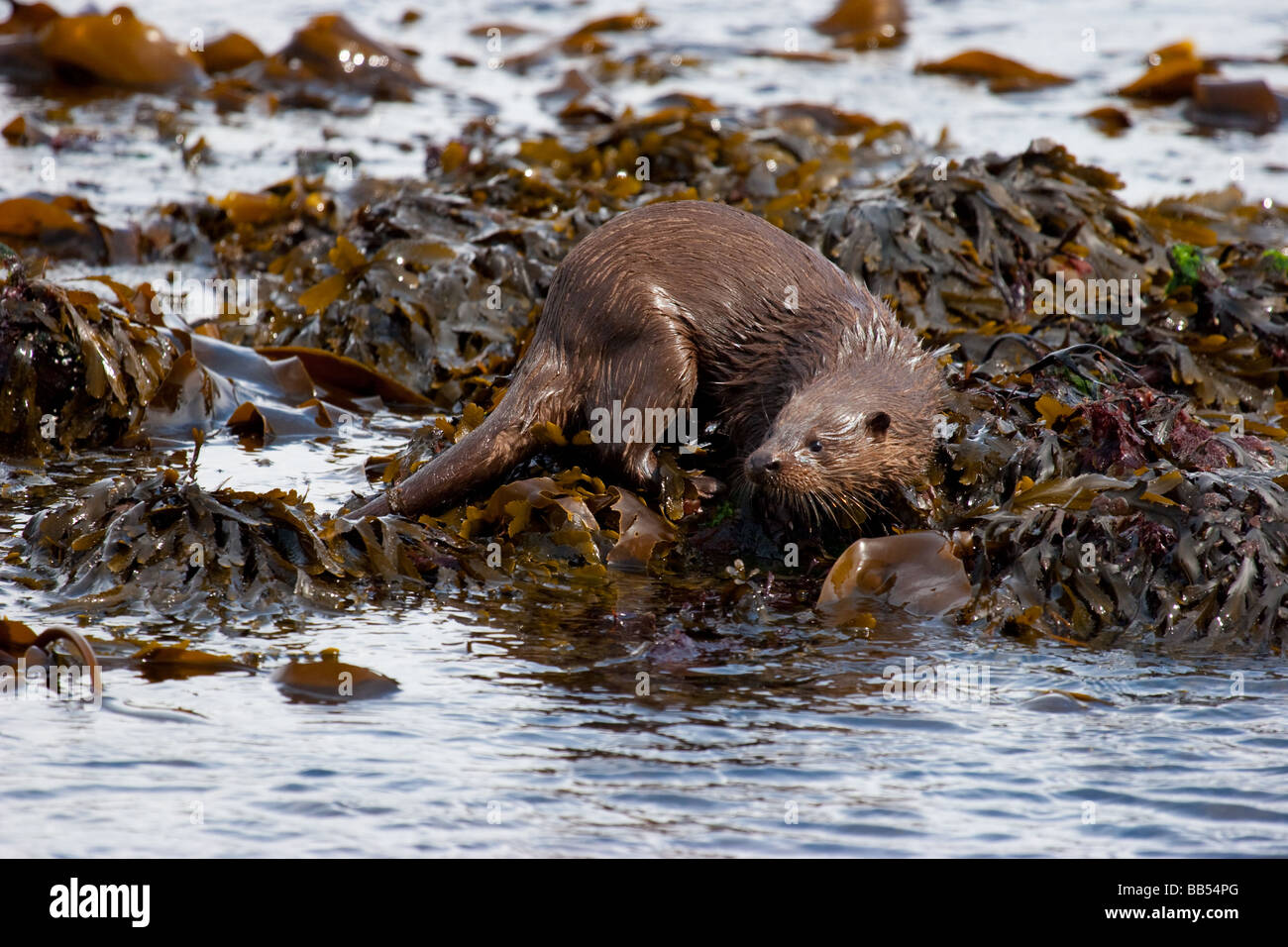 Scottish otter hi-res stock photography and images - Alamy