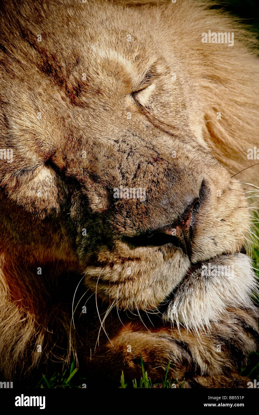 Asiatic lion male Stock Photo - Alamy