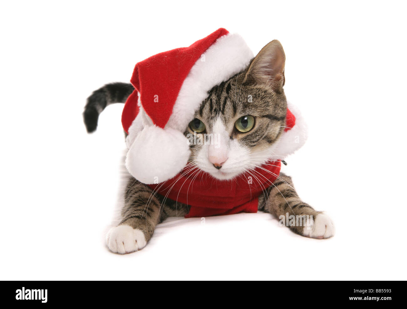 Dressed pet hi-res stock photography and images - Alamy