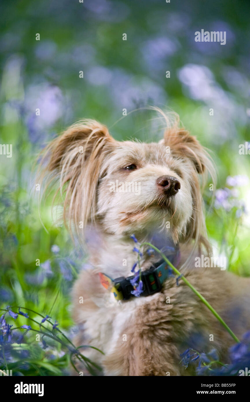 Cute, fluffy, unusual k9 dog in relaxed pose with adorable fluffy ears ...