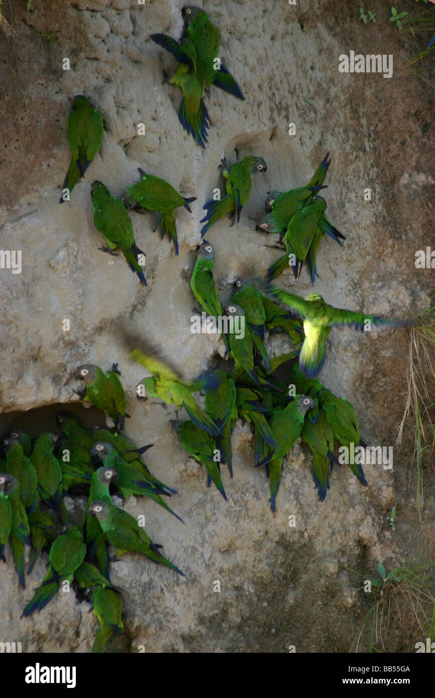 American birdwatchers hi-res stock photography and images - Alamy