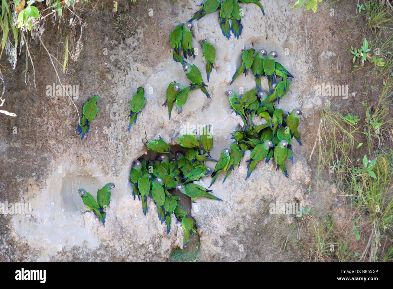 Blue-headed Parrots feeding at a parrot salt lick on the banks of the ...