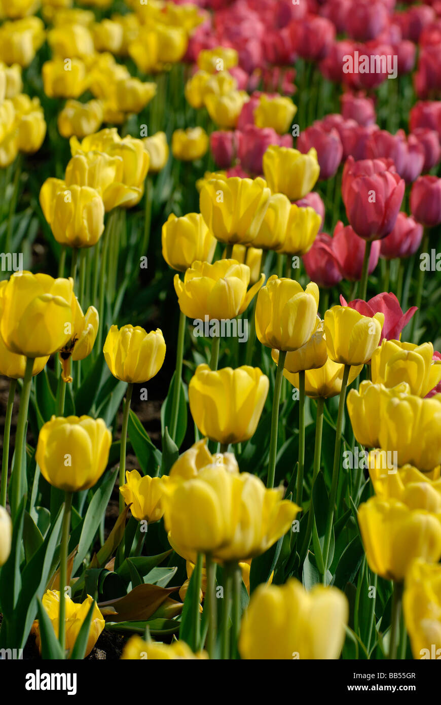 Red and yellow tulips Stock Photo - Alamy