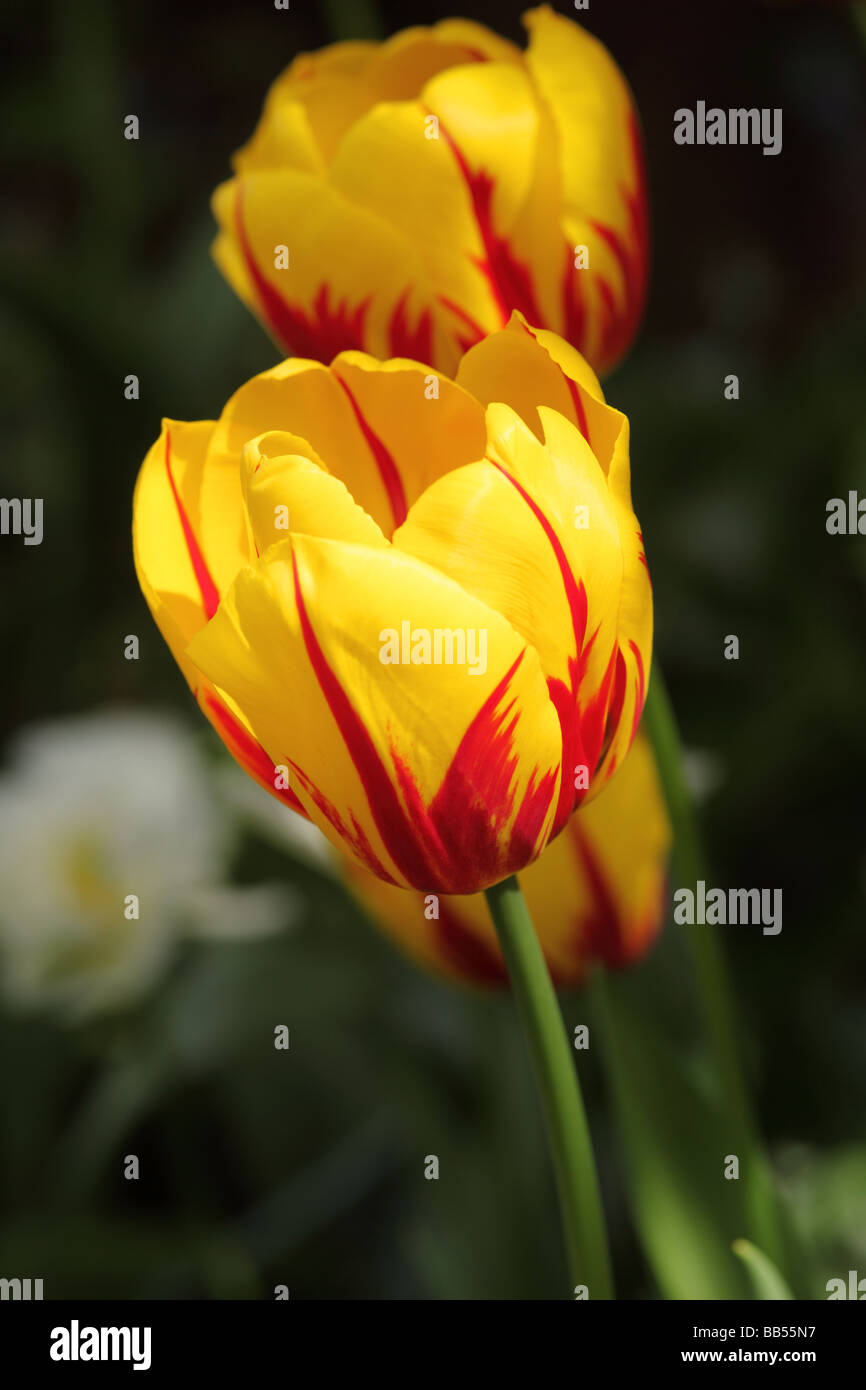 Close up of yellow & red tulips flowering in an English spring garden ...