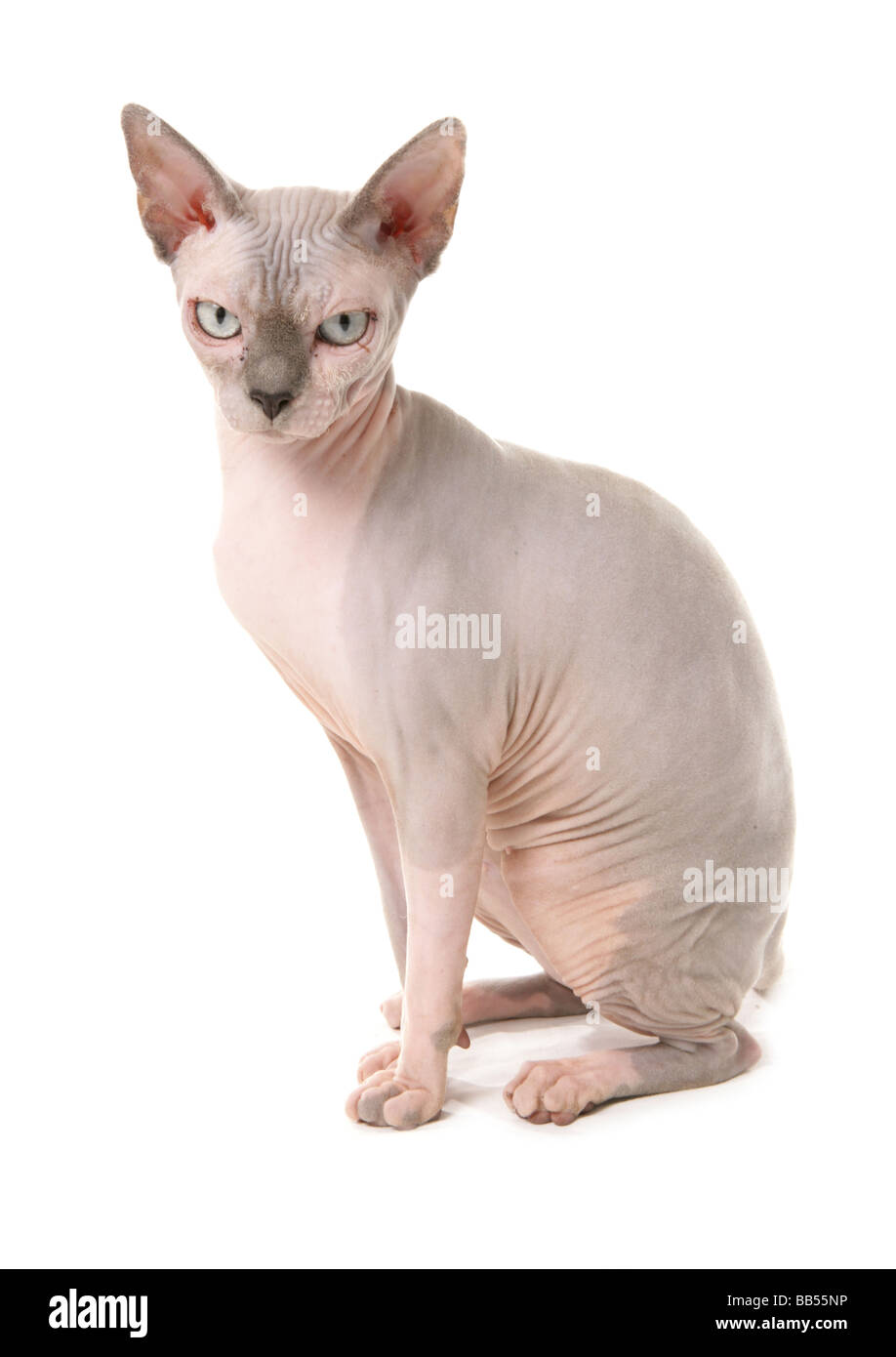 Sphynx Cat Sitting Studio Stock Photo - Alamy