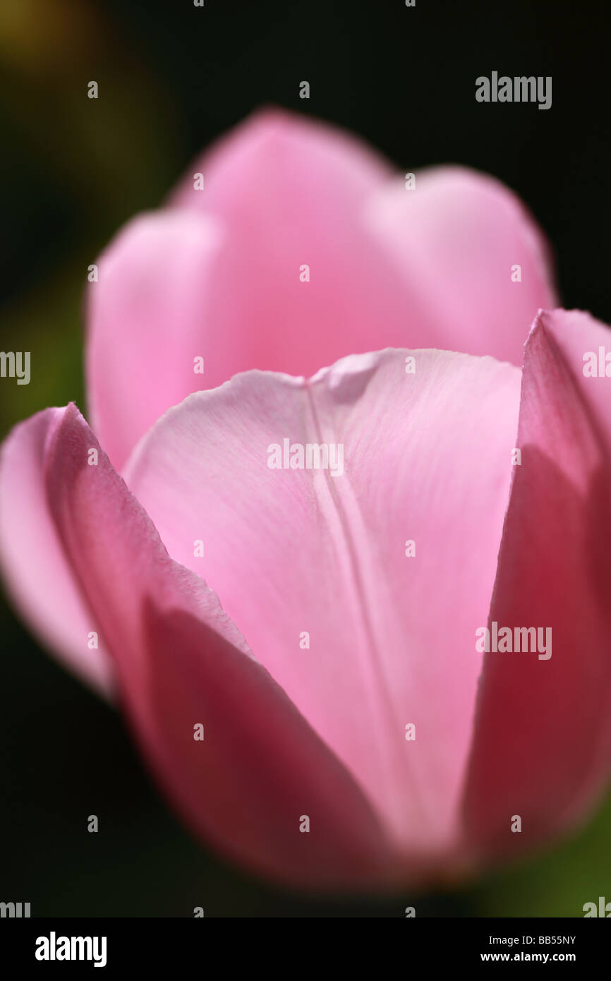 Close up of the petals of a pink tulip, England, Uk Stock Photo - Alamy