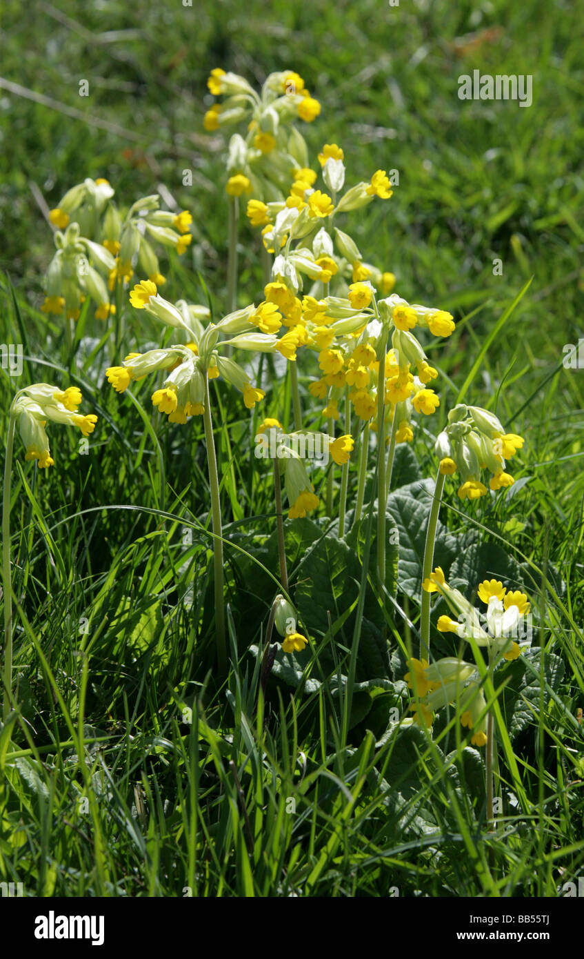 Cowslip hi-res stock photography and images - Alamy