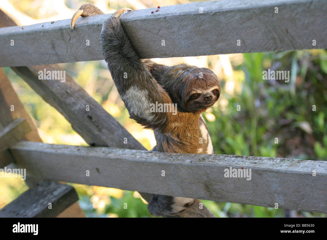 Three-toed sloth climbing a tree frame in the Amazon rainforest of ...