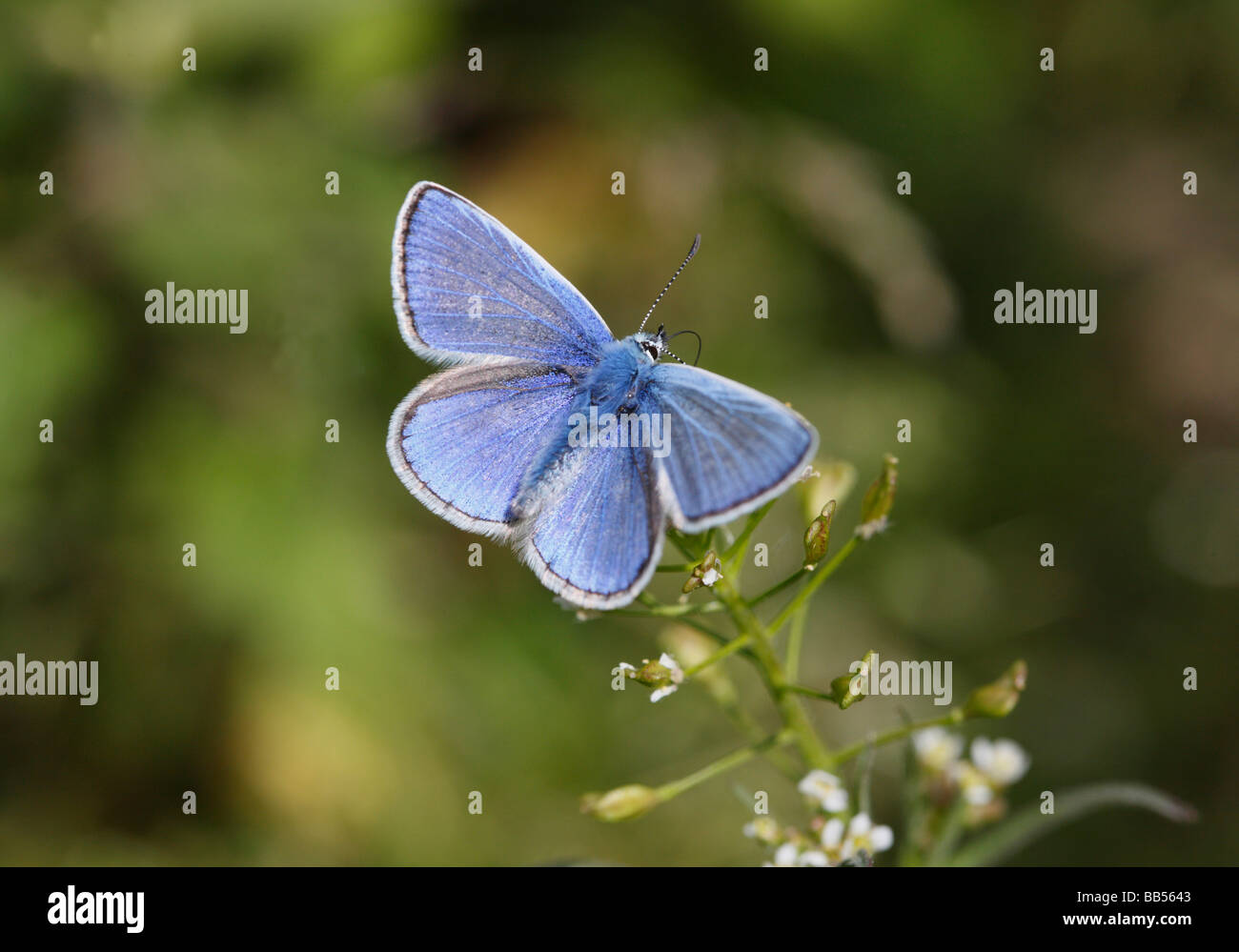 Upperwing butterfly hi-res stock photography and images - Alamy