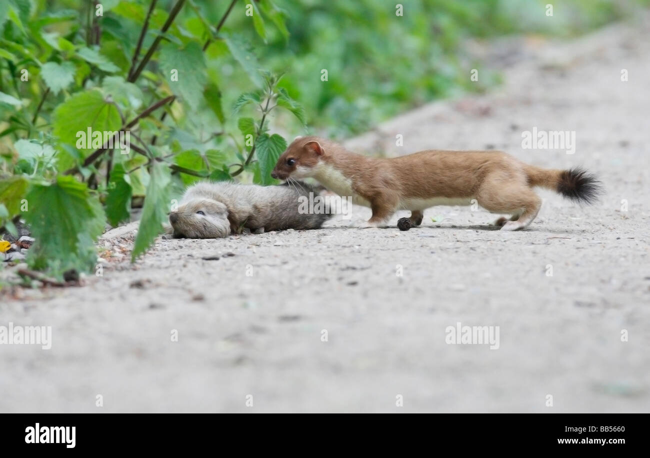 Stoat returning to collect dead Rabbit dropped on path Stock Photo - Alamy