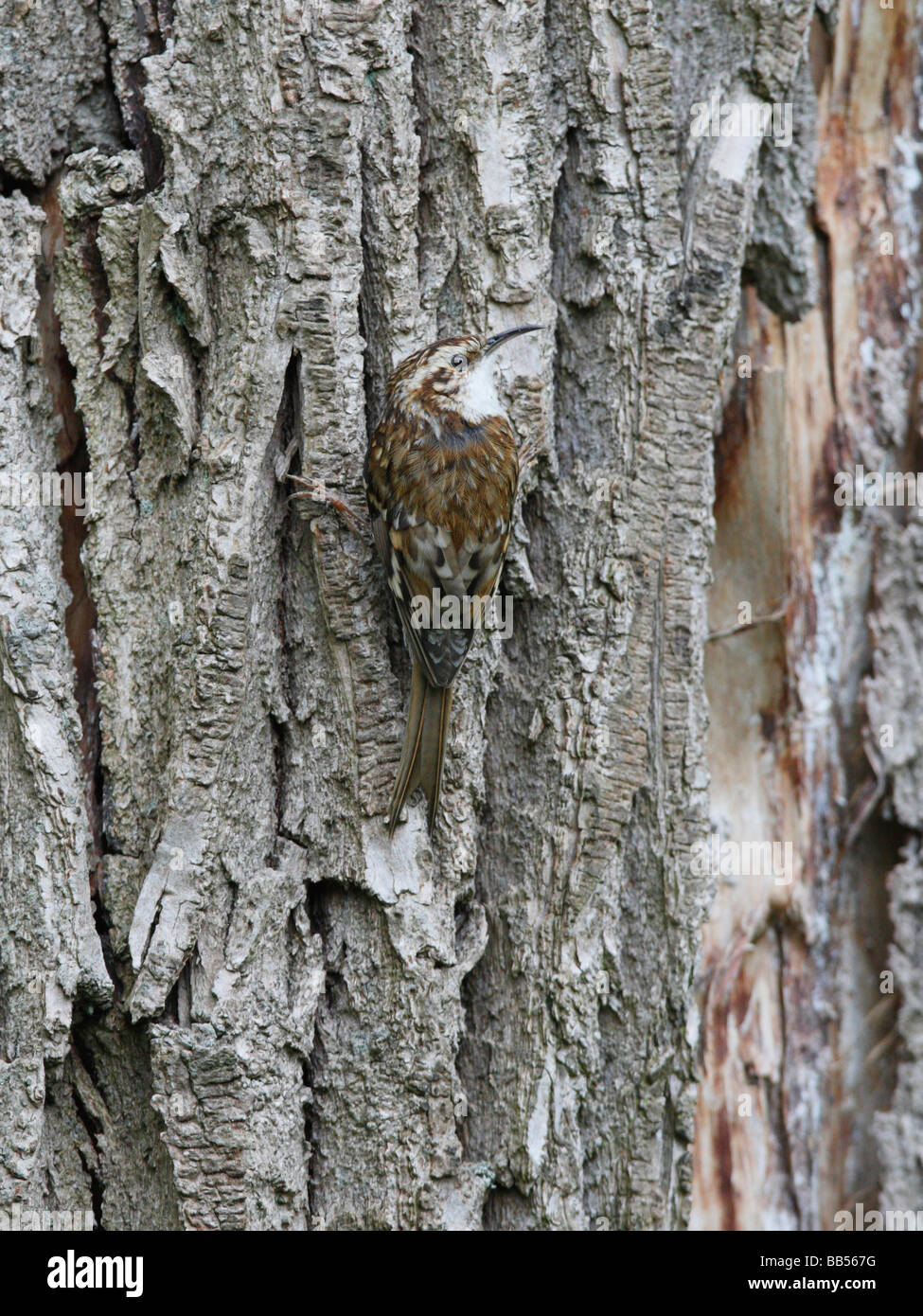 Male Tree Creeper sitting on tree trunk Stock Photo - Alamy