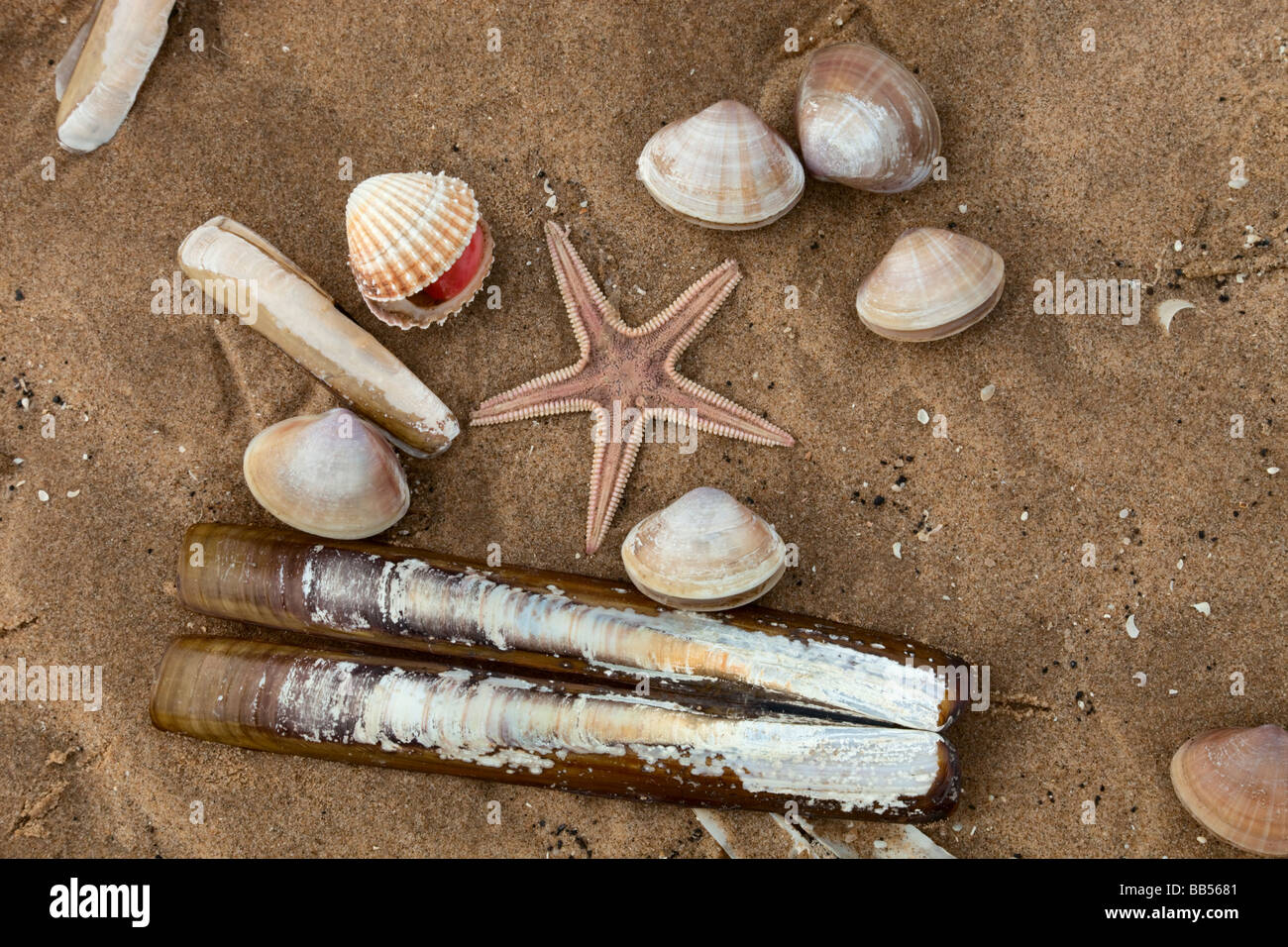 Uk beach shells hi-res stock photography and images - Alamy