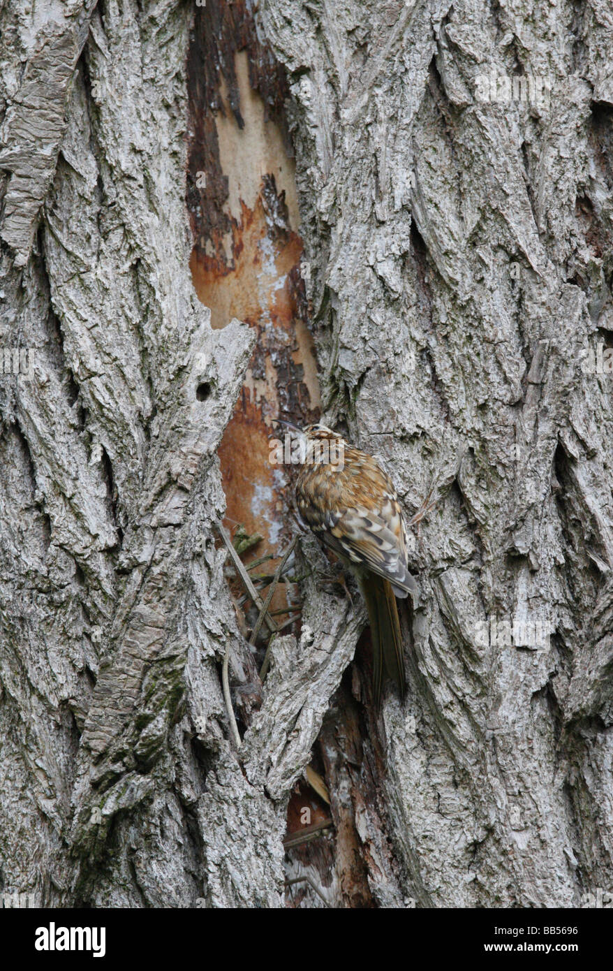 Male Tree Creeper inspecting nest site cavity Stock Photo - Alamy