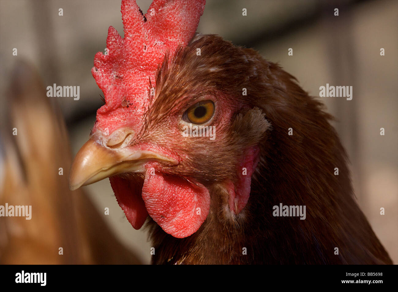 Chicken head hi-res stock photography and images - Alamy