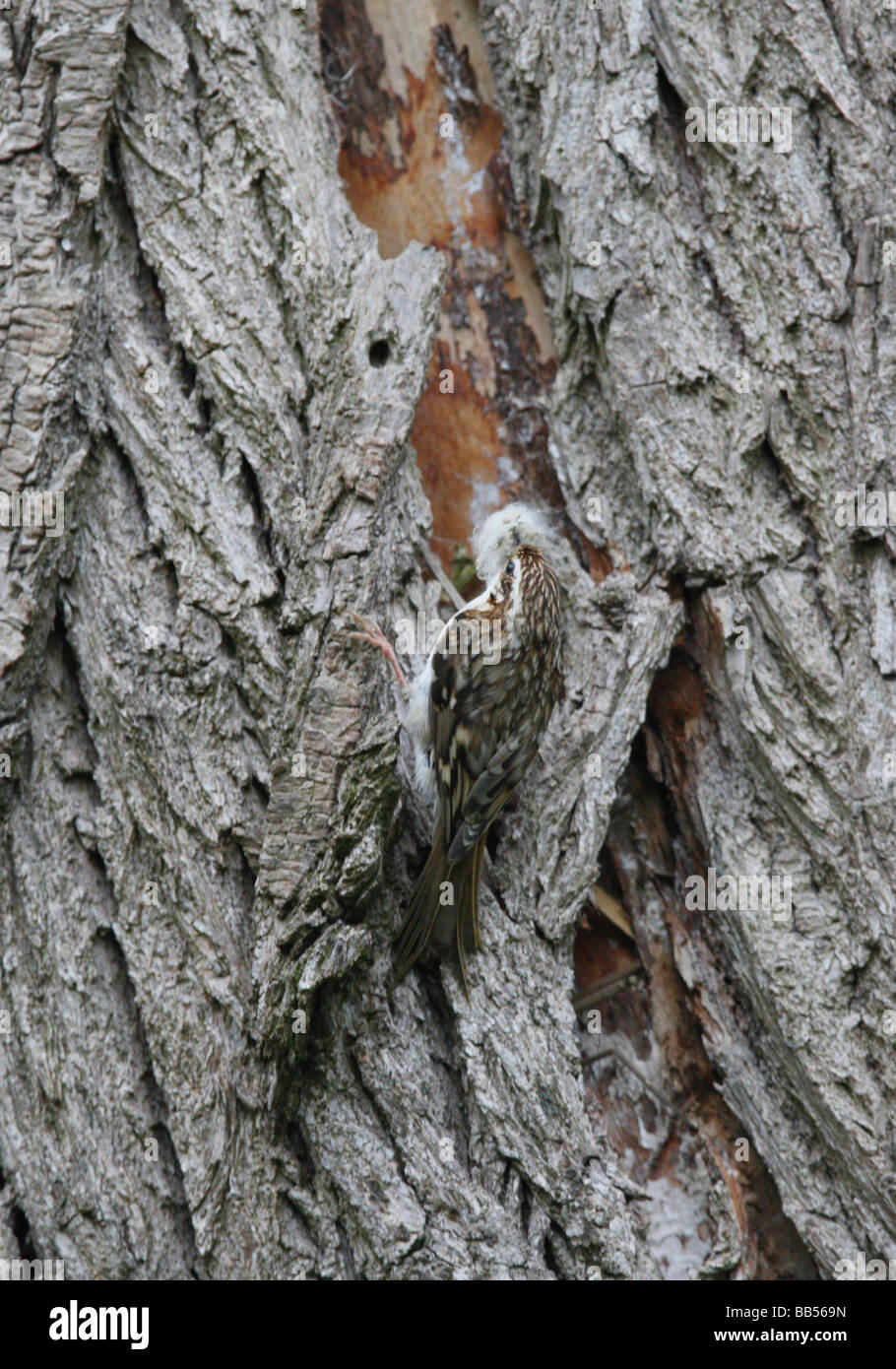 Tree Creeper returning to nest site with nesting material Stock Photo ...