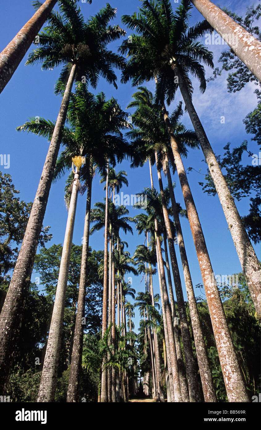 Rio de janeiro botanical gardens hi-res stock photography and images ...